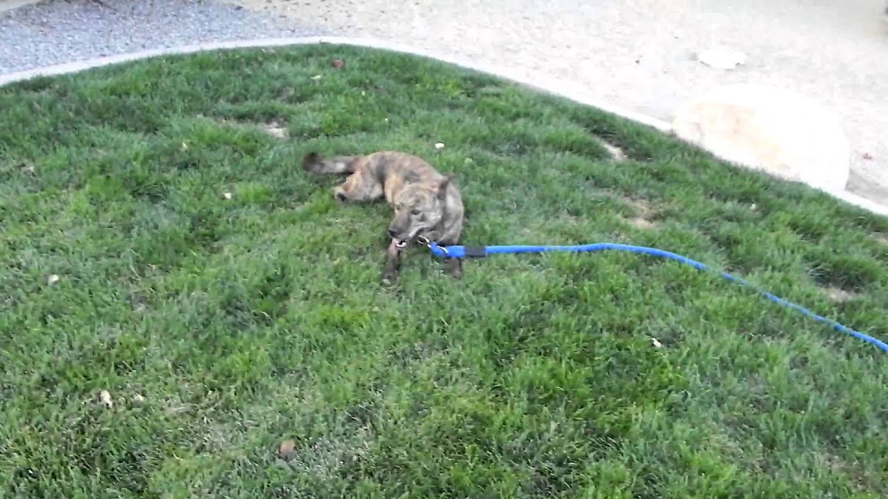 Cocoa the brindle female Jindo at play - YouTube