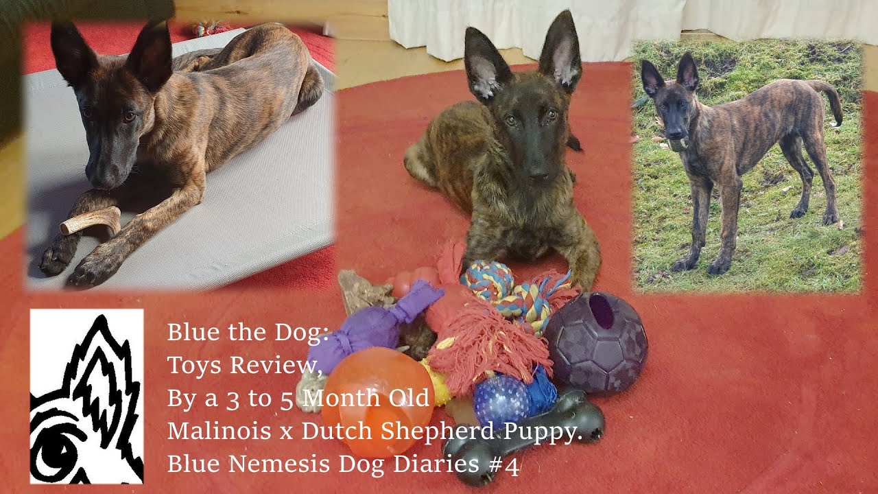 Dog Toys and my Malinois-Dutch Shepherd X Puppy (3-5 Months Old) Blue ...