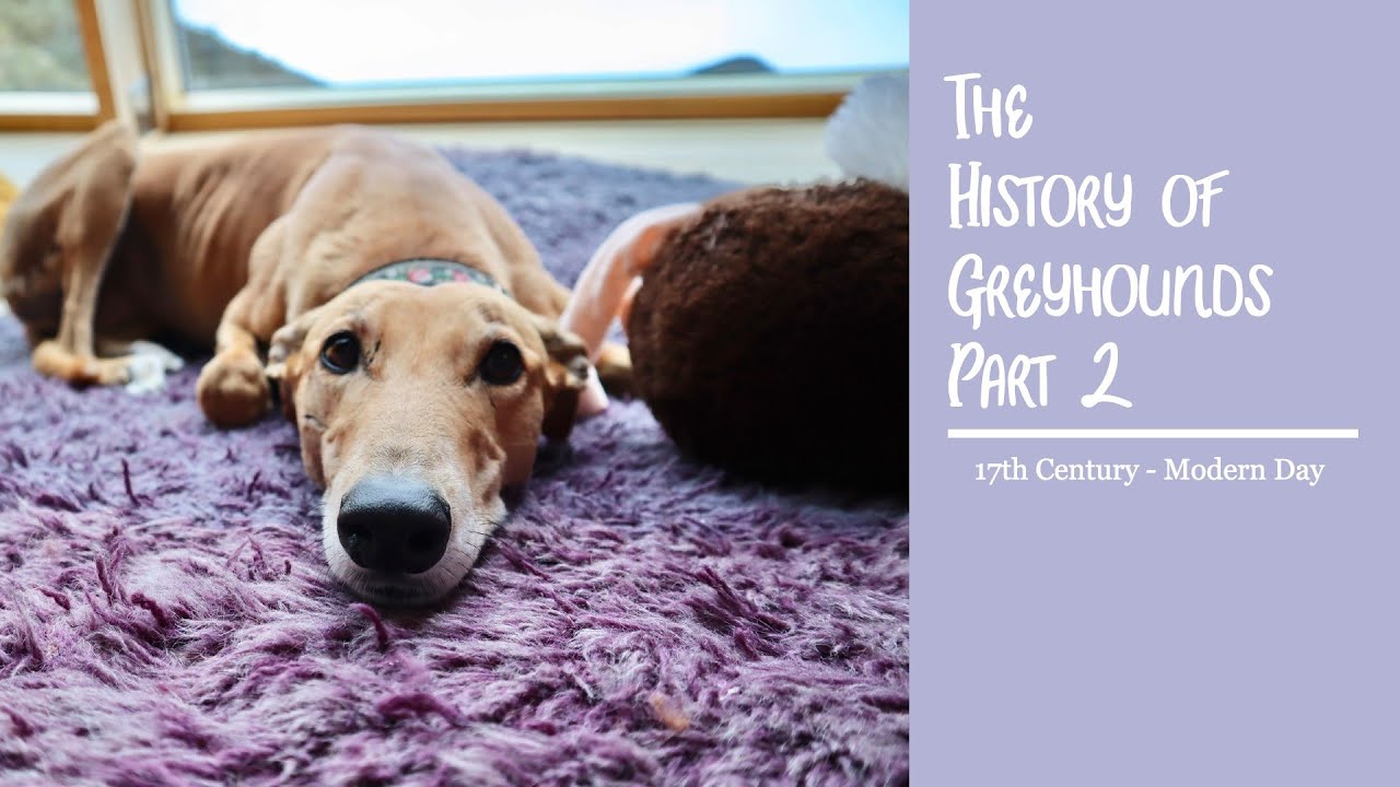 The History of Greyhounds Part 2 - YouTube