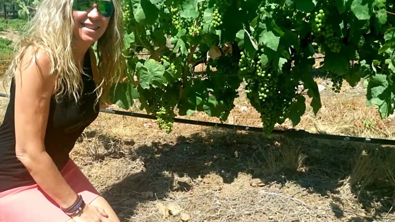 BODEGAS TERRAS GAUDA - YouTube