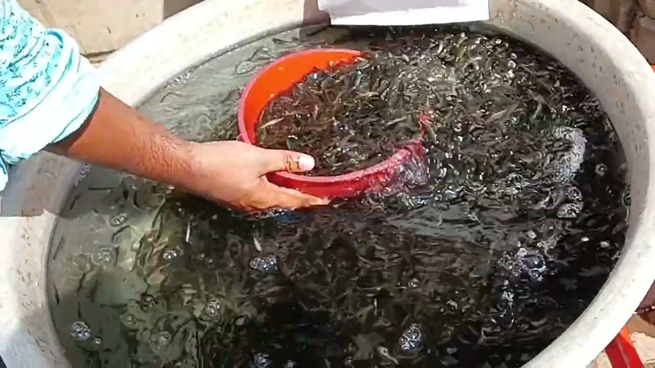 ayira meen|ayira fish| Madurai ayira meen | freshwater fish| live fish ...