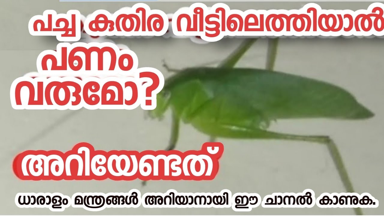 പച്ചകുതിര വീട്ടിൽ വന്നാൽ; വിശ്വാസങ്ങൾpacha thullan Veettil vannal - YouTube
