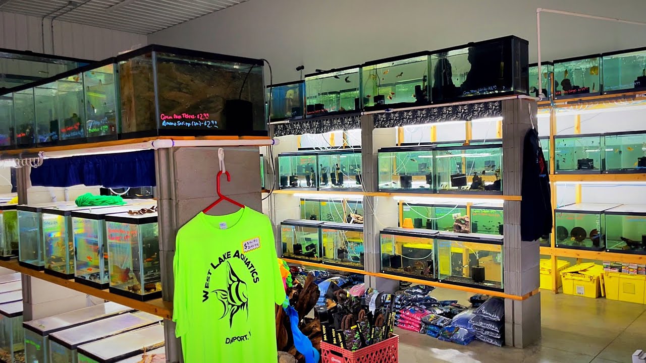SHOPPING FOR AQUARIUM FISH AT GARAGE FISH STORE *TOUR* - YouTube