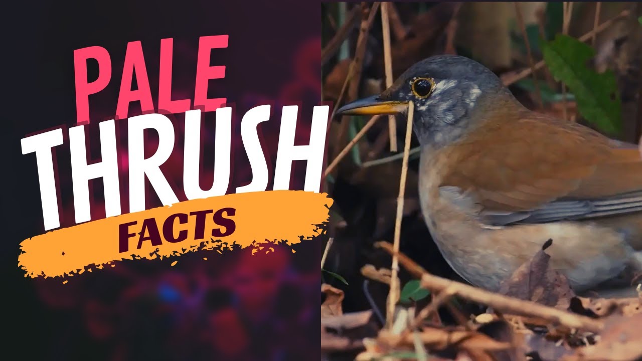 pale thrush facts - YouTube