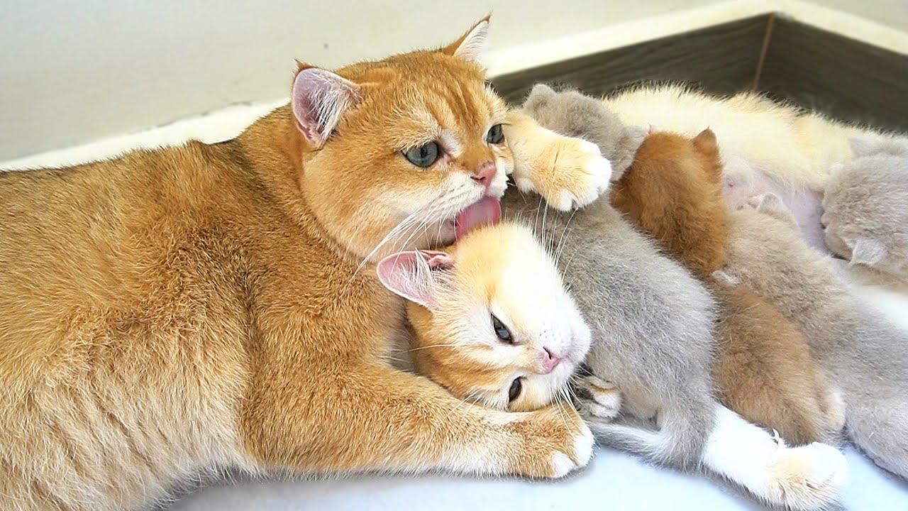 Husband Cat is very affectionate with Wife Cat, so sweet - YouTube