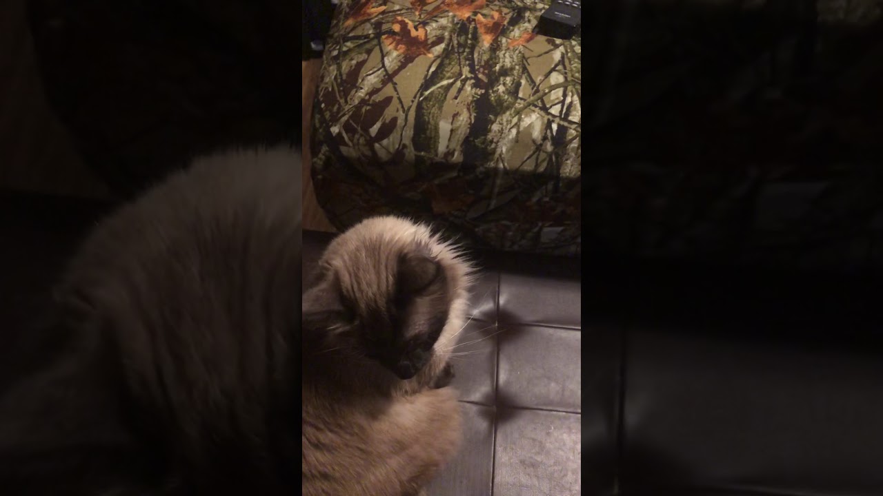 Siamese cat talking chitter chatter during Vikings intro - YouTube