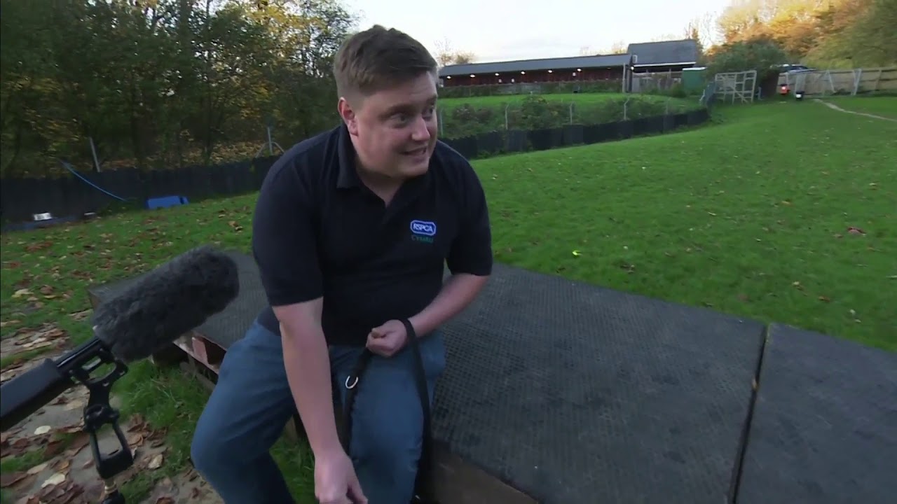 Tips to protect your pets on Guy Fawkes night - Ellie Pitt reports ...