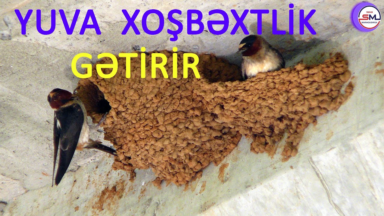 Sən demə kimin yaşadığı yerdə qaranquş yuva qurursa o evə xoşbəxtlik ...