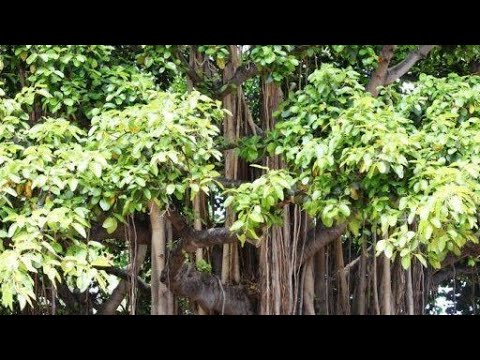 The Banyan Tree | Poem | By Rabindranath Tagor | Class 6 | Gulmohar ...