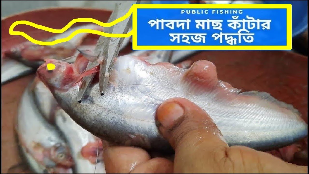 How to Cut Pabda Fish Pabda Fish Cutting Pabda Fish Cutting and ...