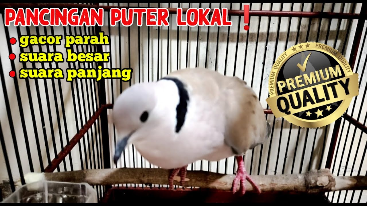 Suara puter lokal dengan kualitas suara, bagus sangat cocok buat ...