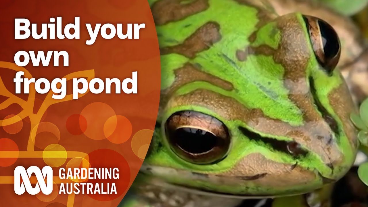 Build Your Own Frog Pond | Garden Design | Gardening Australia - YouTube