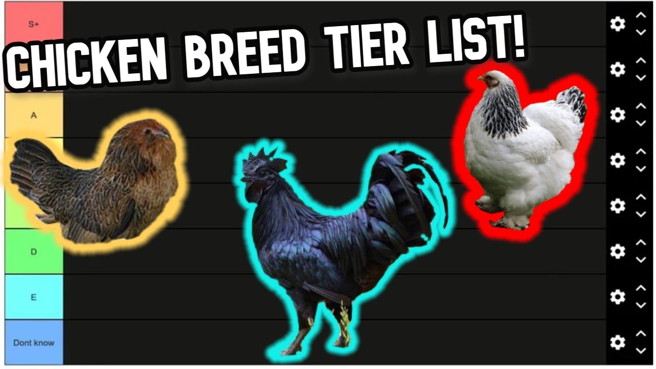 CHICKEN BREED TIER LIST! - YouTube