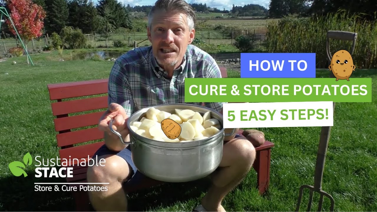 How To Cure & Store Potatoes - 5 EASY STEPS! - YouTube