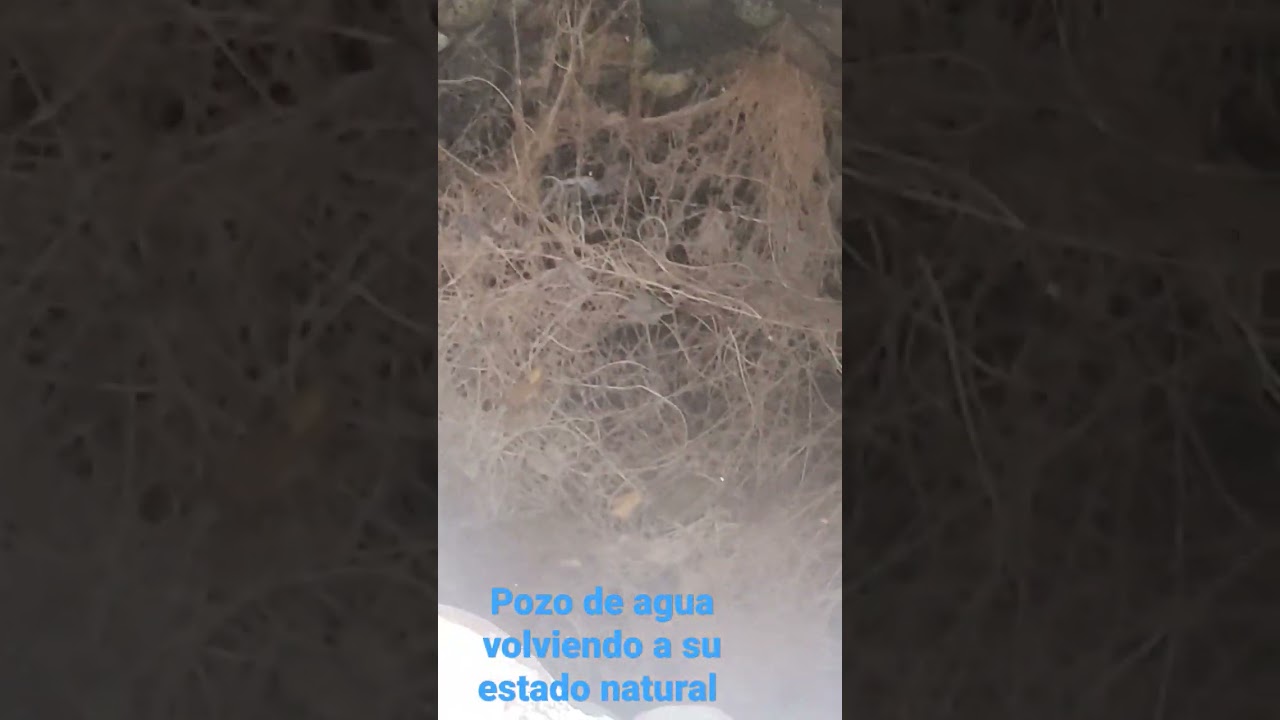 Increíble como la naturaleza vuelve a su estado natural - YouTube