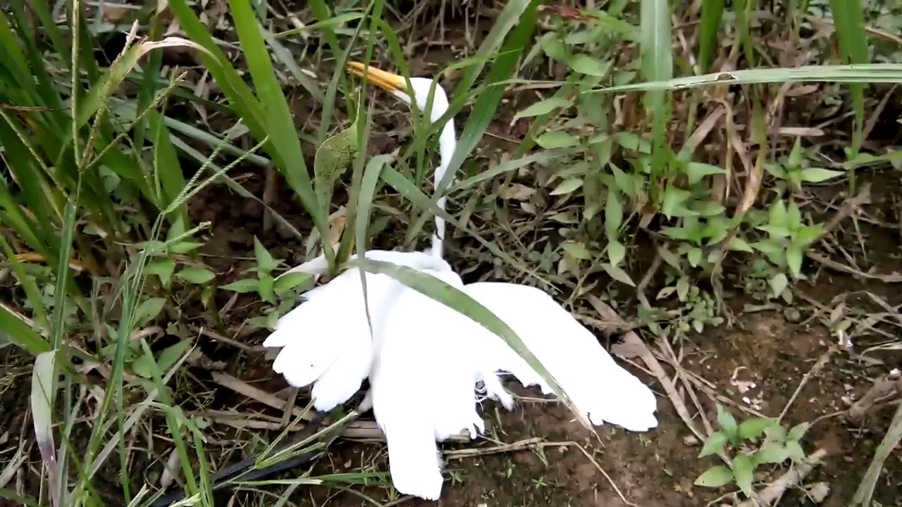 burung kuntul blekok bangau di sawah - YouTube