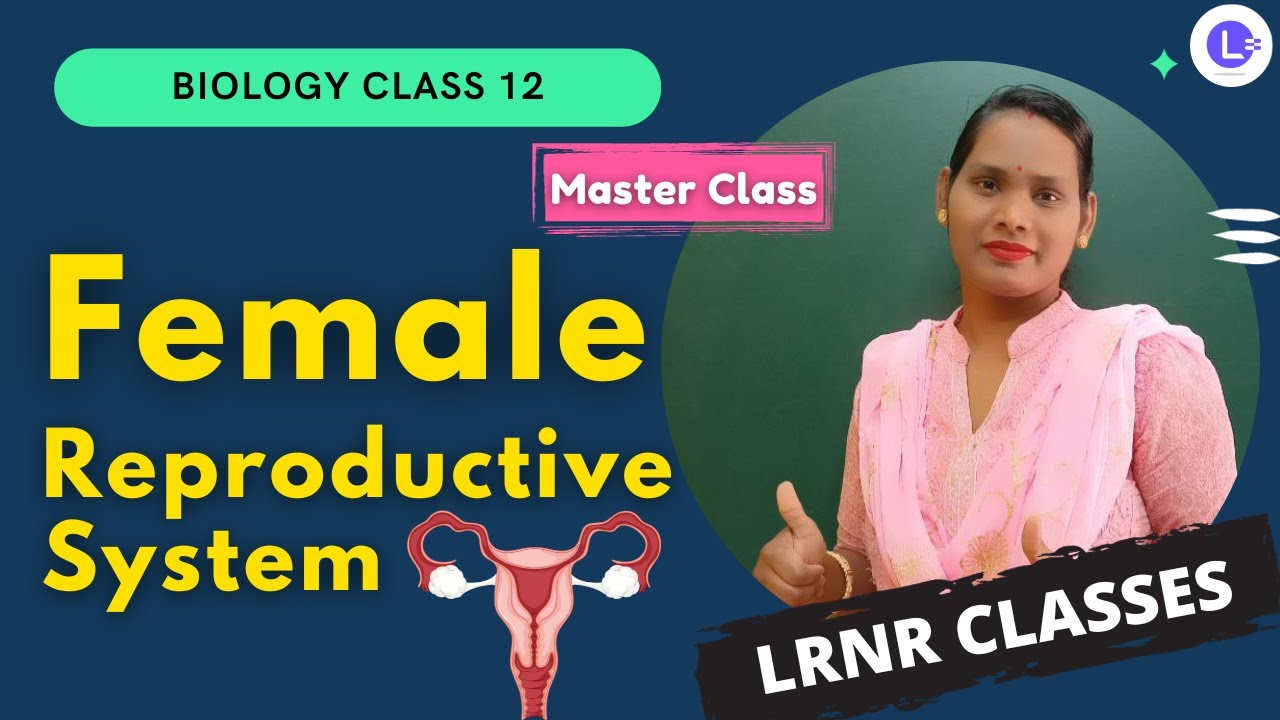 Female Reproductive System | Detailed Analysis | LRNR Classes - YouTube