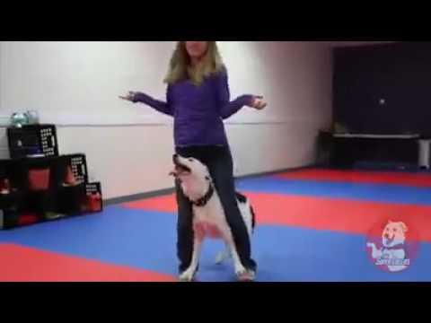 Menina dança com cachorro