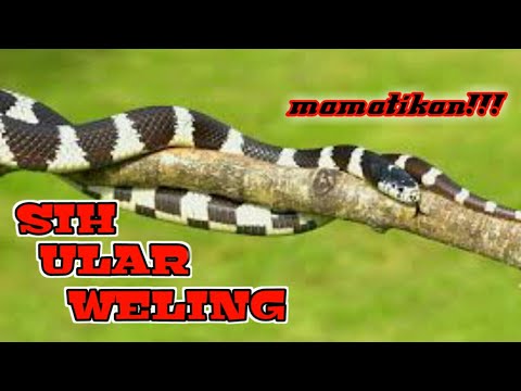 si ular hitam putih mematikan||ular weling - YouTube