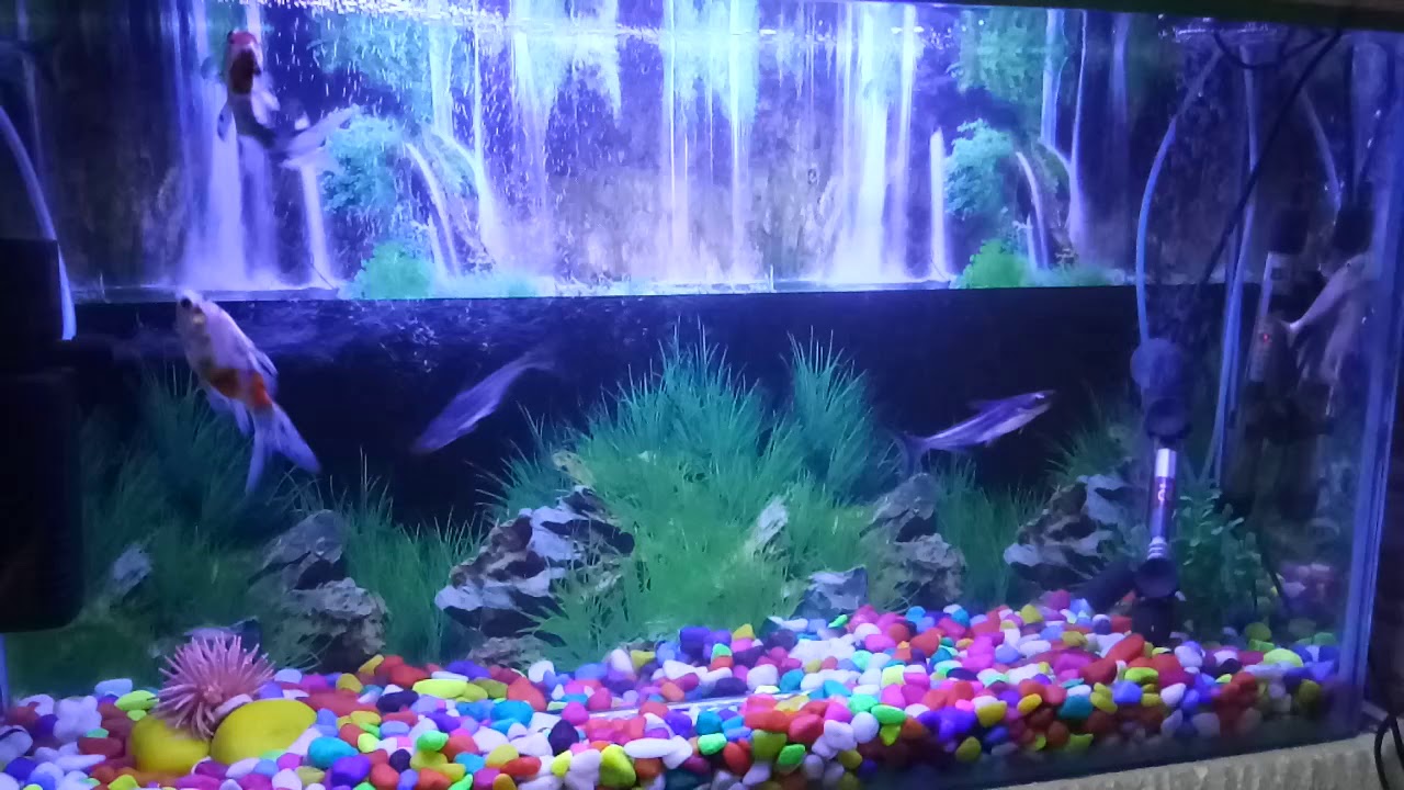 Shark fish tank and shubhanki - YouTube
