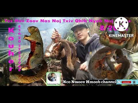 hunting / yos hav zoov nas noj txiv qhib 8/2022 - YouTube