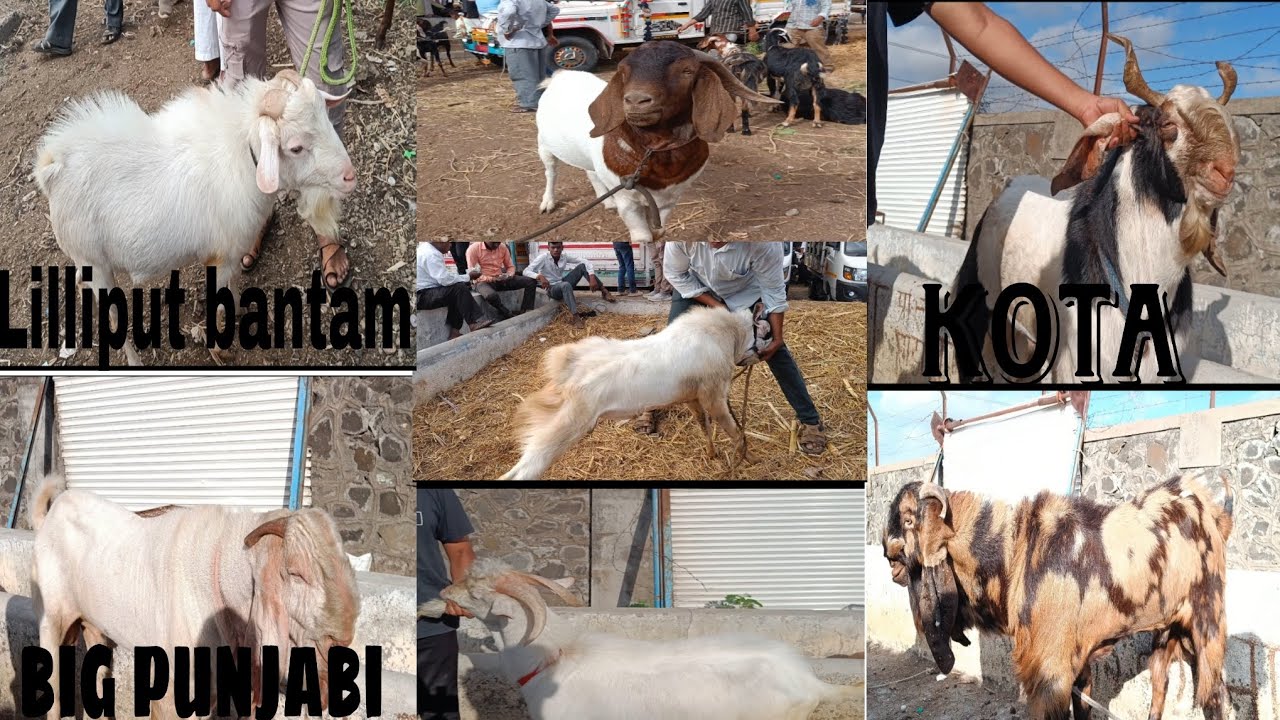pune biggest Bakra Mandi orr 1lakh ka Boer bakra orr saste bakre 🐐#goat ...