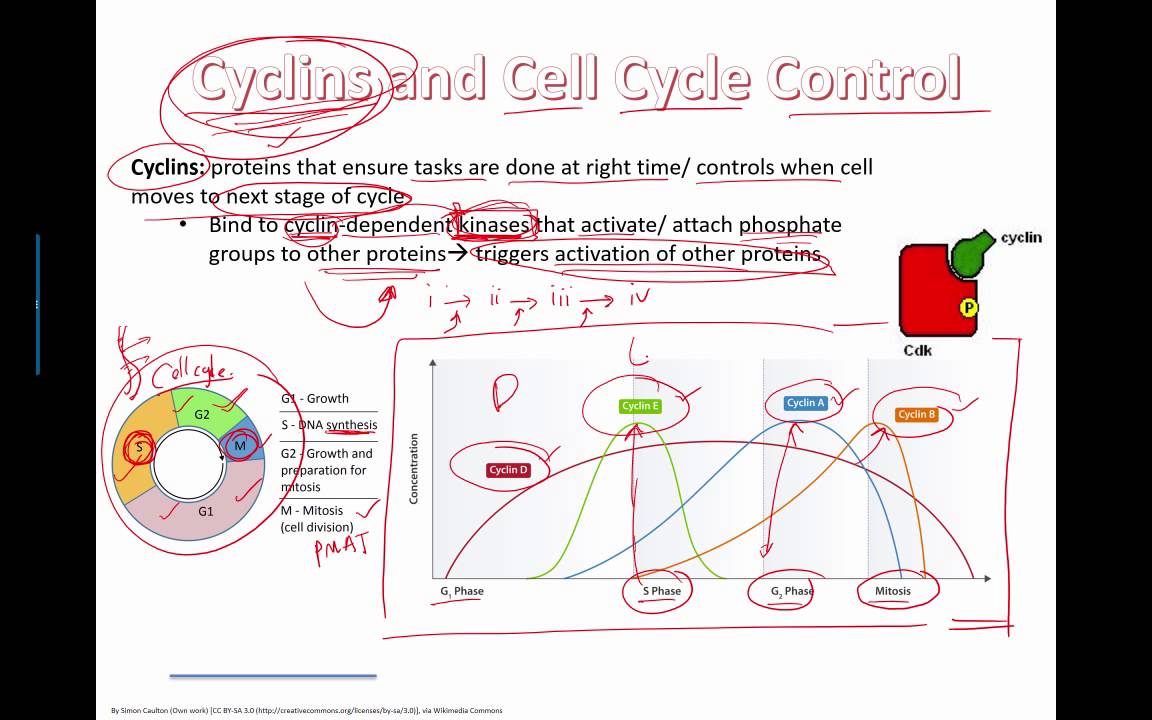 Cyclins, tumors, and smoking (IB Bio) (2015) - YouTube