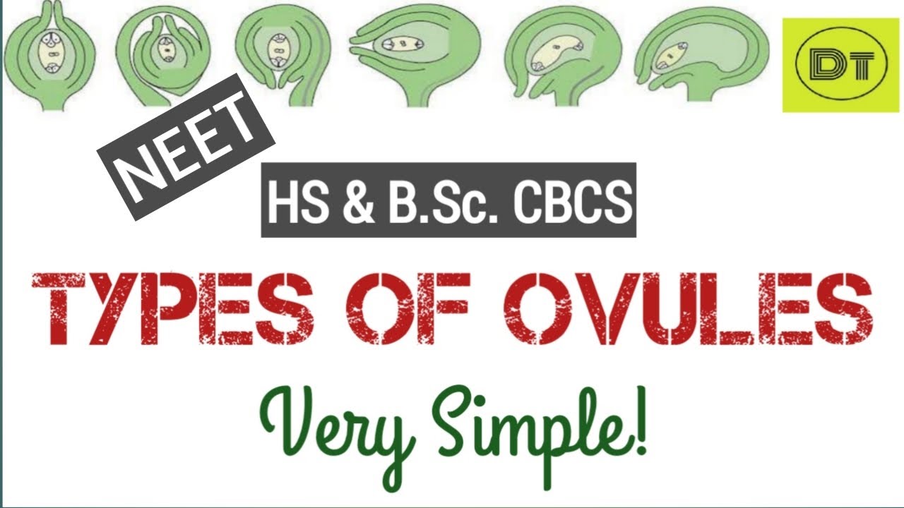 TYPES OF OVULES IN ANGIOSPERMS - YouTube