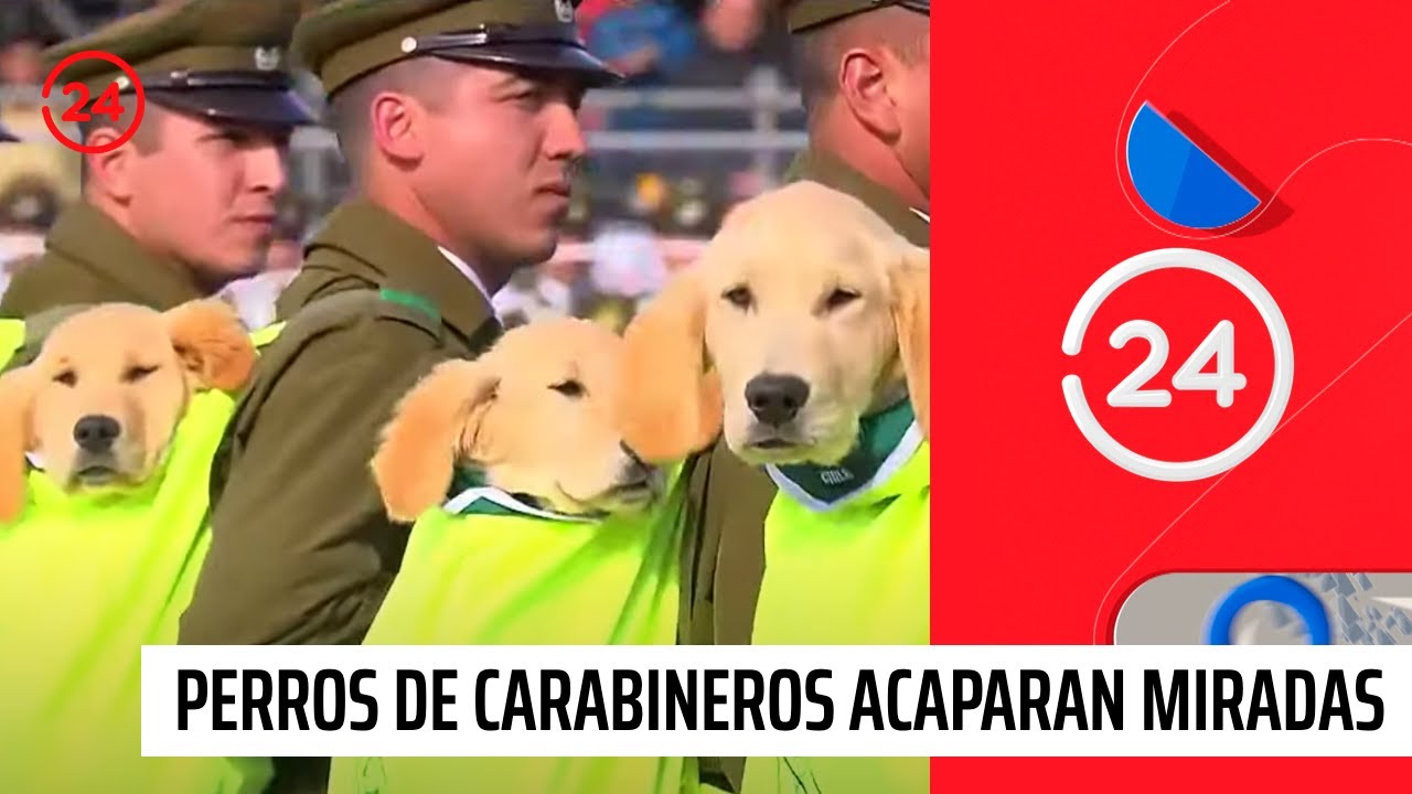 Perros de carabineros acaparan todas las miradas de la Gran Parada ...