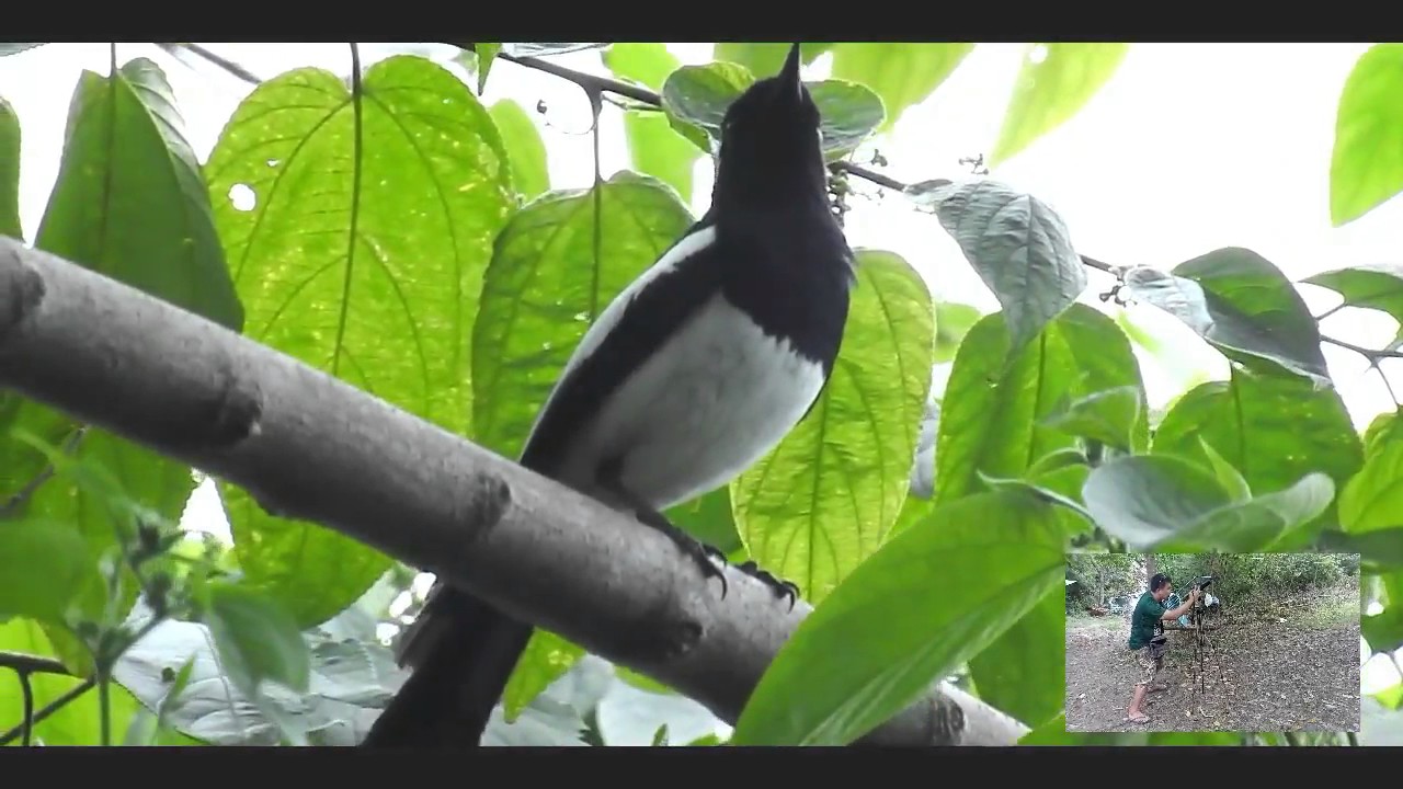 PHILIPPINE MAGPIE ROBIN - YouTube