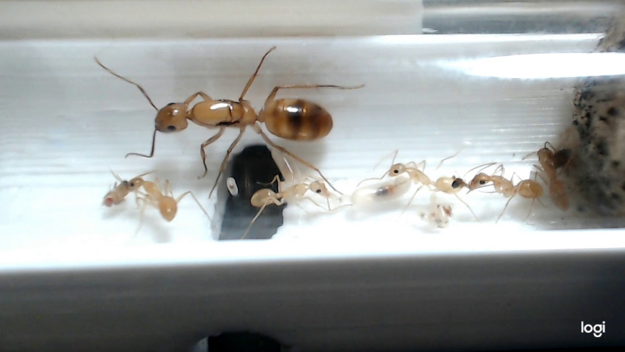 Yellow carpenter ants eating fruit flies - YouTube