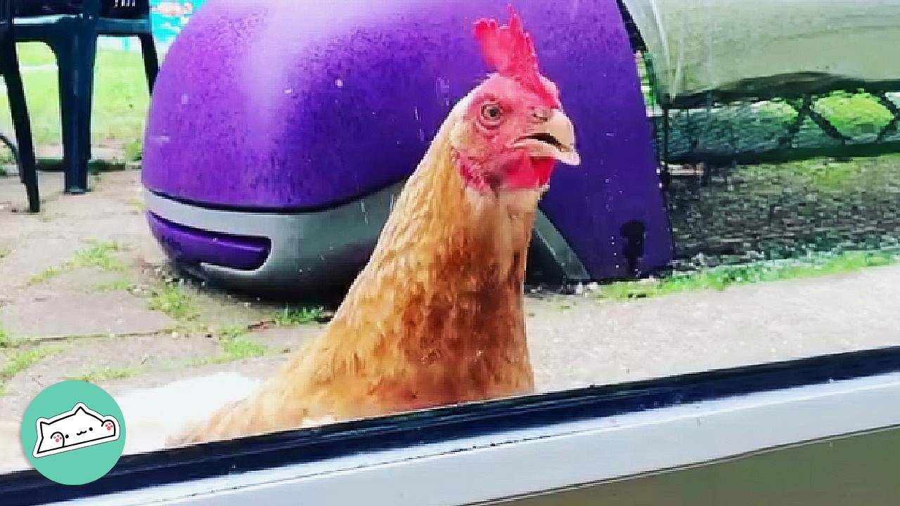 Chicken Knocks On The Window To Meet Her Best Friend | Cuddle Buddies ...