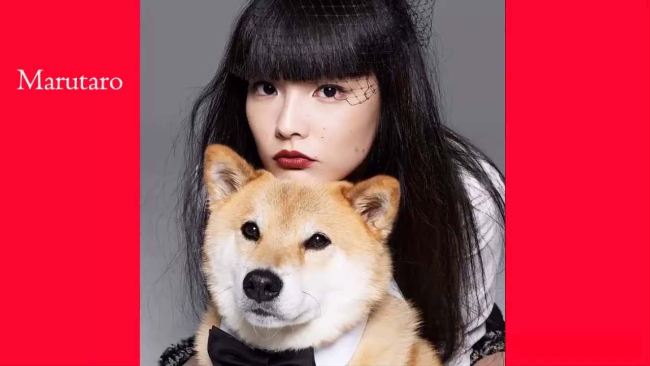 Best Cute Dog Compilation | Marutaro #3 - YouTube
