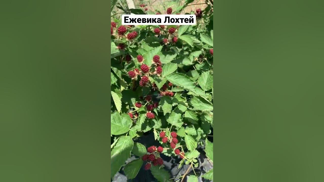 Самые урожайные сорта ежевики ежевика без шипов - YouTube