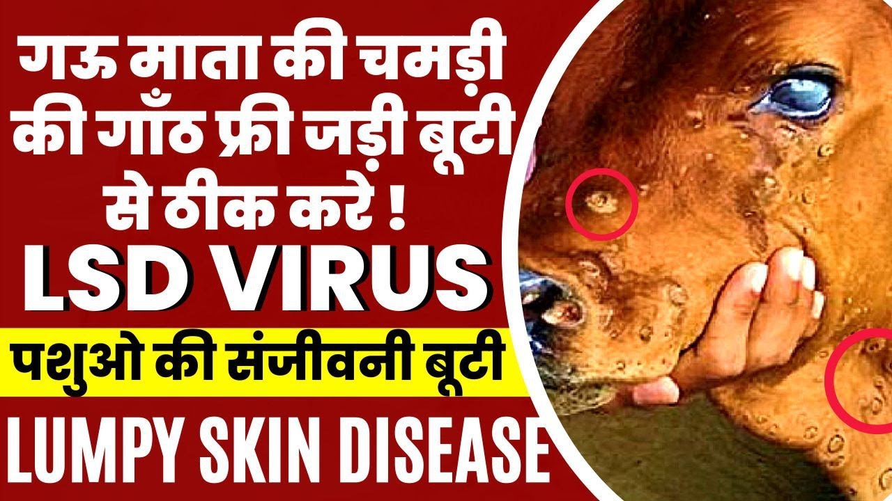 Lumpy Skin Disease Treatment At Home | LSD Virus In Cows | Lumpy Skin ...