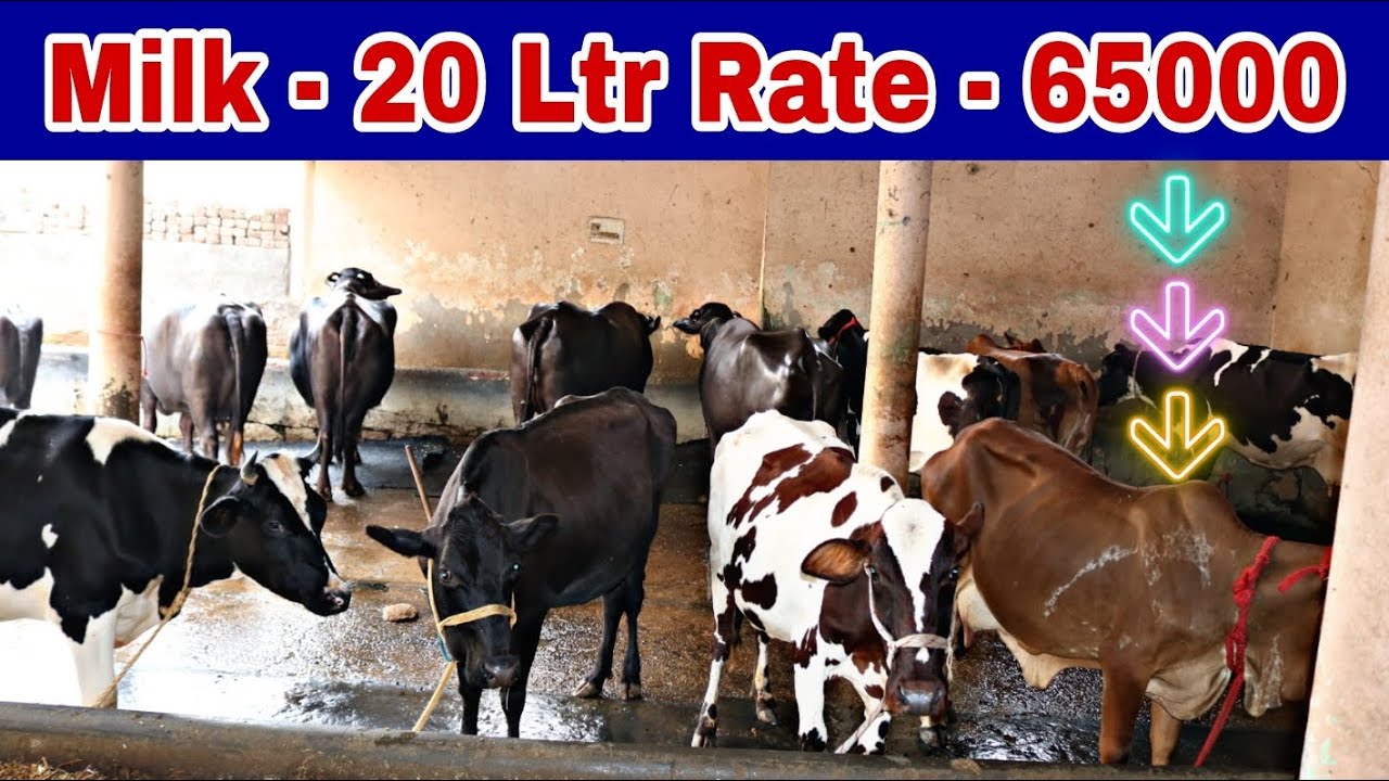 Buffalo, Cross Breed & Sahiwal Cow Available for Buyers near Karnal ☝️👍 ...
