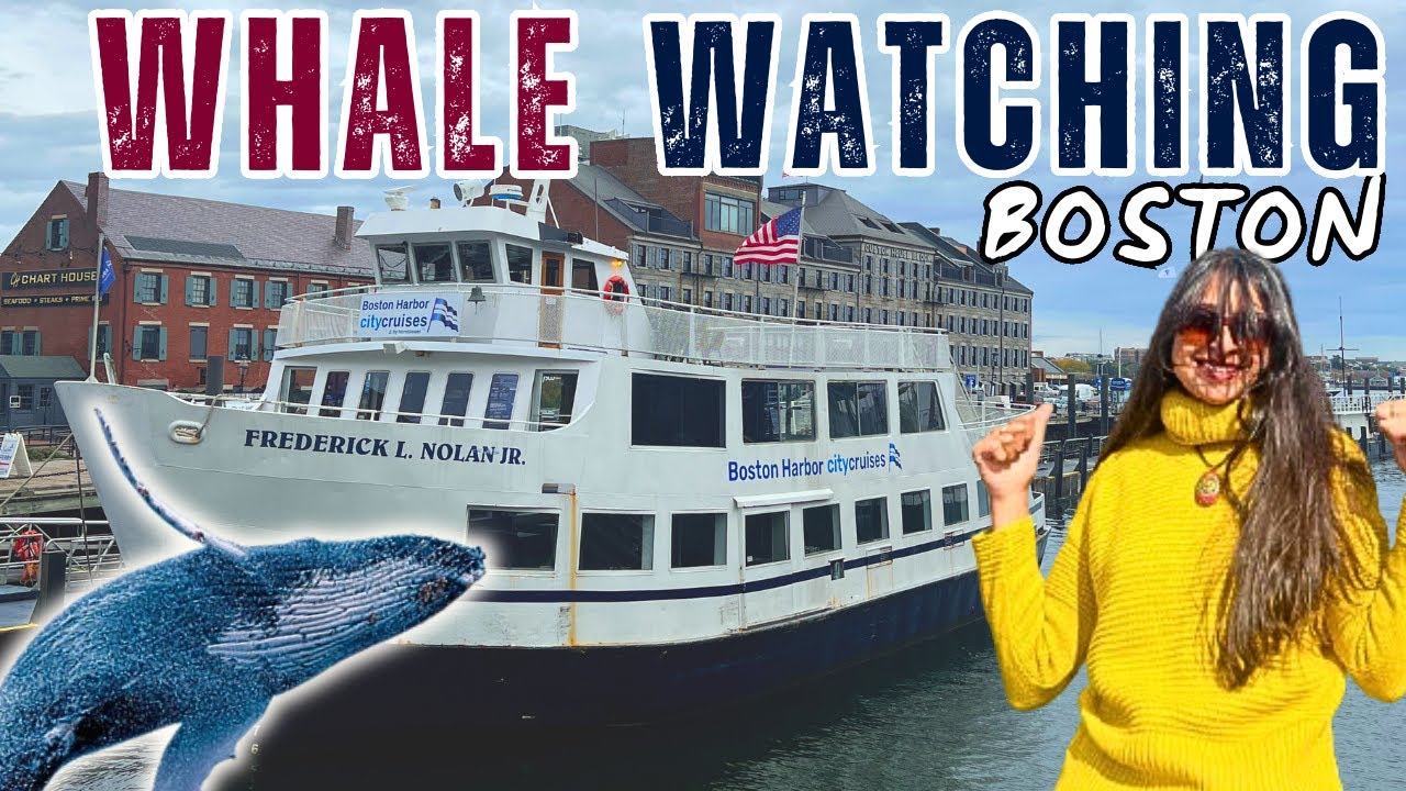 Boston Whale Watching tour | Humpback whale | Solo in USA | Boston ...