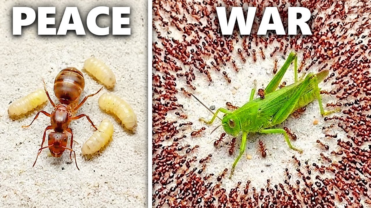 Simulating an Ant Colony For 100 Days - YouTube