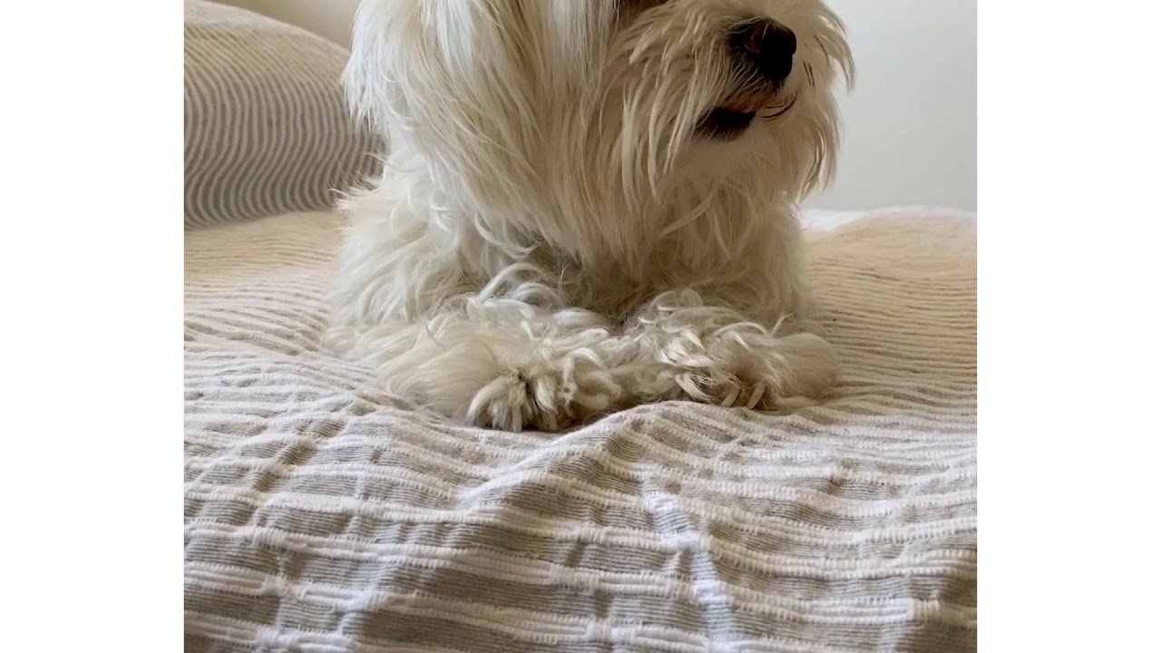 ¿Soy una guarrilla? 🤫¿Me da asco el pienso?🤮| I’m Mia 🐶 - YouTube