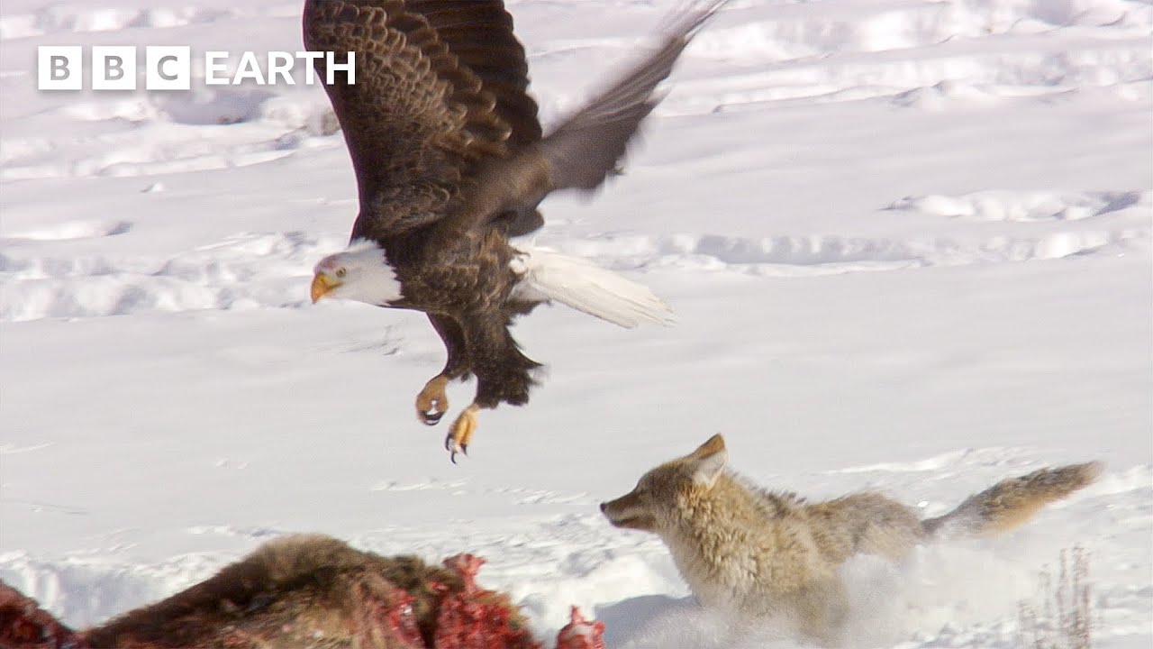 Animals Fight To Survive the Harsh Winter | Yellowstone | BBC Earth - YouTube