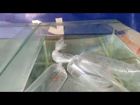 PLATINUM DUMBO EAR ROSETAIL | PDERT GUPPIES🤩☝️ ANG GANDA! - YouTube