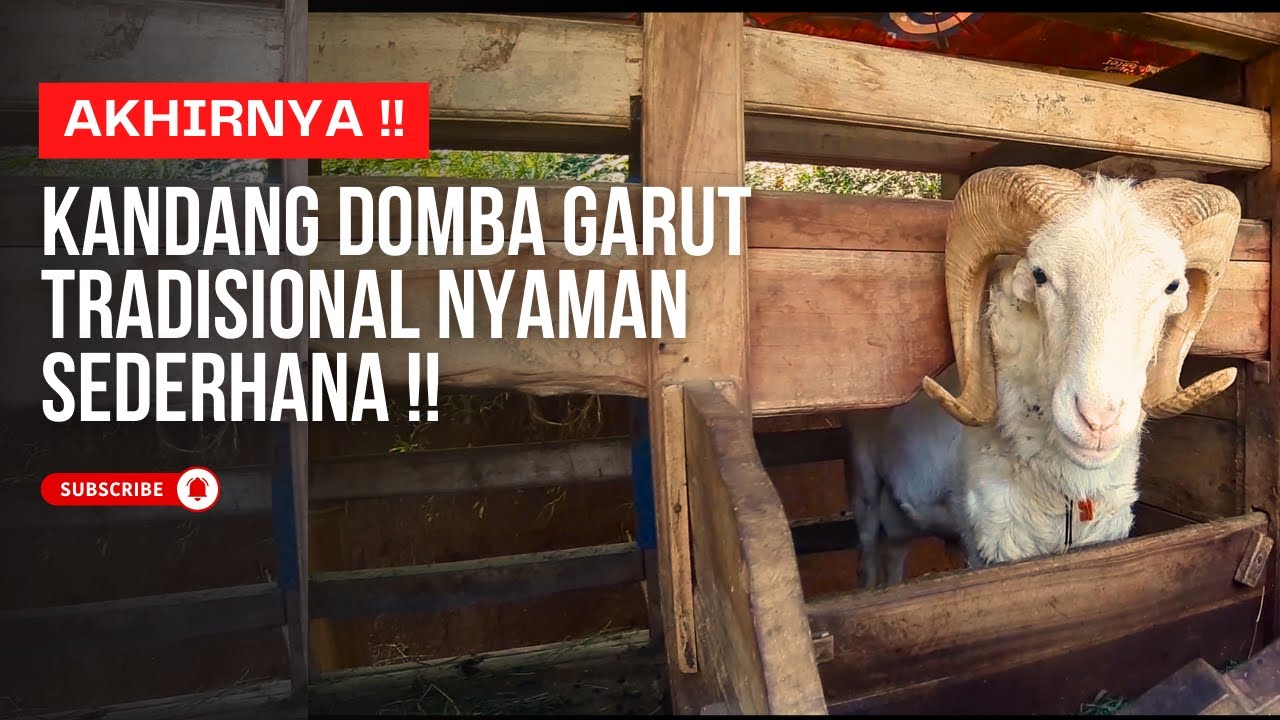 Kandang Domba Garut Sederhana | Belajar Berternak Domba | Ternak Domba ...