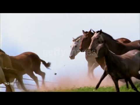 Baby Dolittle: Neighborhood Animals - Opening Stock Footage Remake