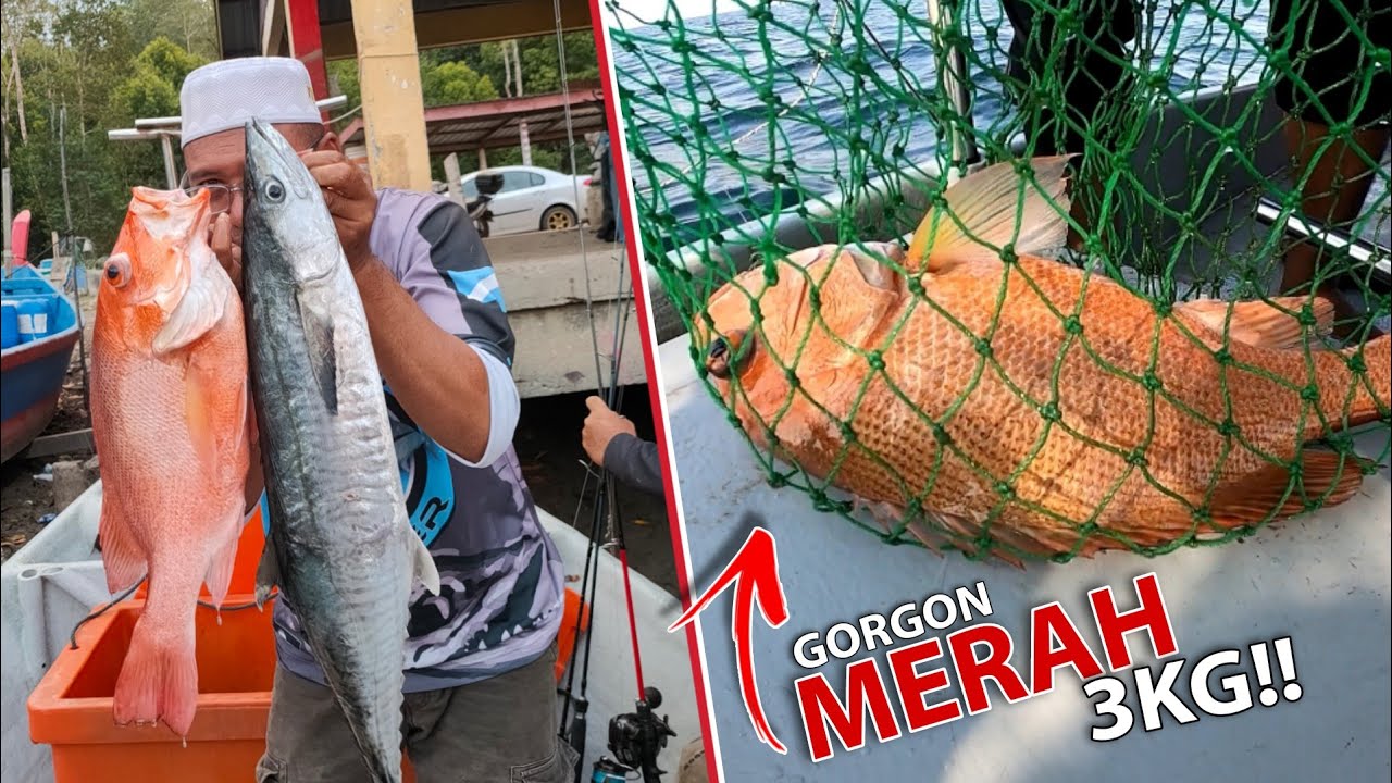 52 Tenggiri Mengganas Gorgon Merah Membara Youtube