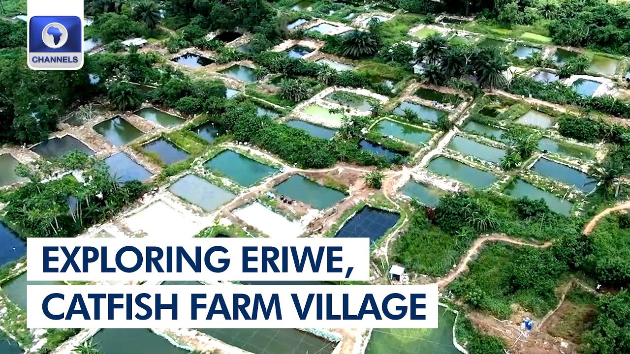 A Trip Into Eriwe, A Massive Catfish Farm Village | Community Report ...