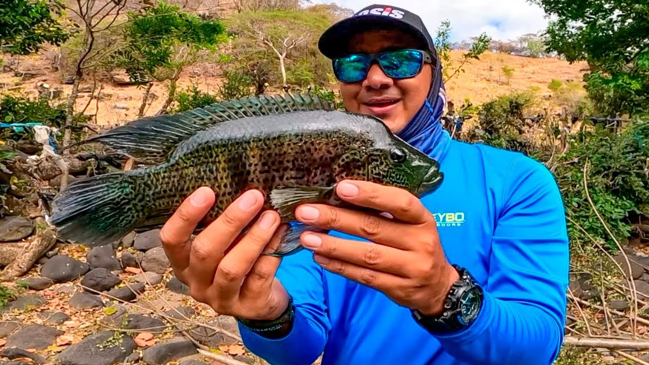 Mi primer Guapote azul de Río/Tacachico - YouTube