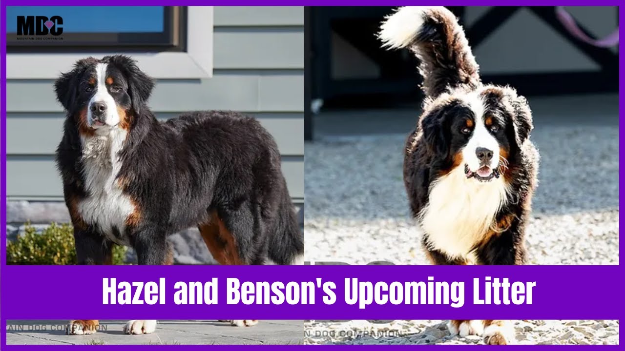 Hazel and Benson's Bernese Mountain Dog Upcoming Litter - YouTube