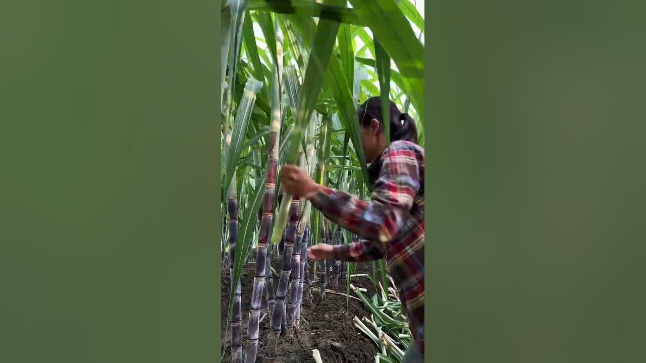 在农村每天都有干不完的农活。 农忙的季节为了生活都不容易啊 农村生活 光合计划 快手 Countrylife Countrygirl Youtube