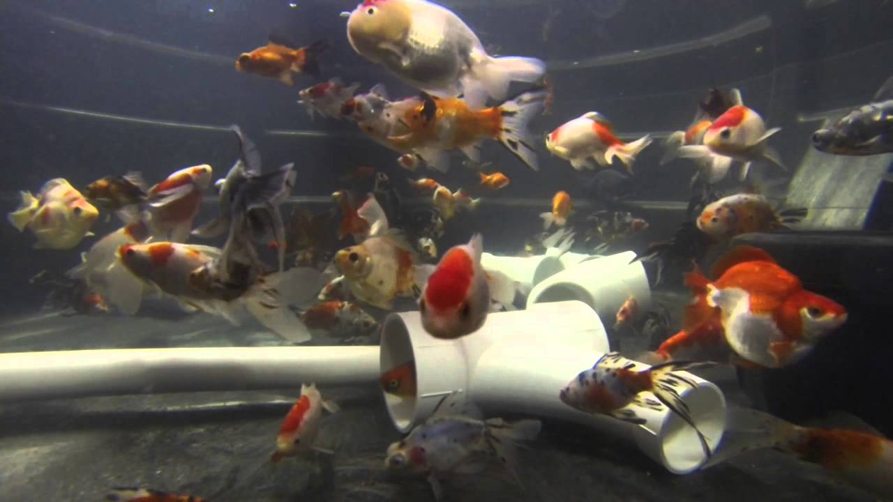 Part II of GoPro mixed goldfish tub - YouTube