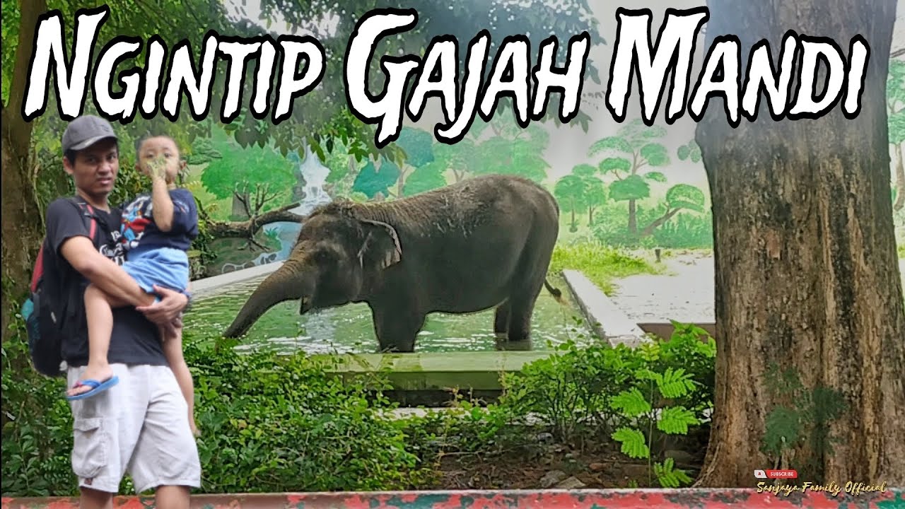 Episode 106: Ini yang terjadi Ketika Gajah Raksasa Mandi - YouTube